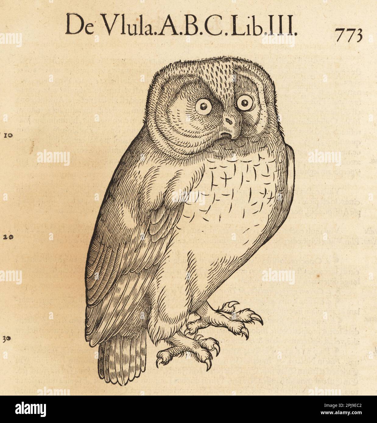 Renaissance owl hi-res stock photography and images - Alamy