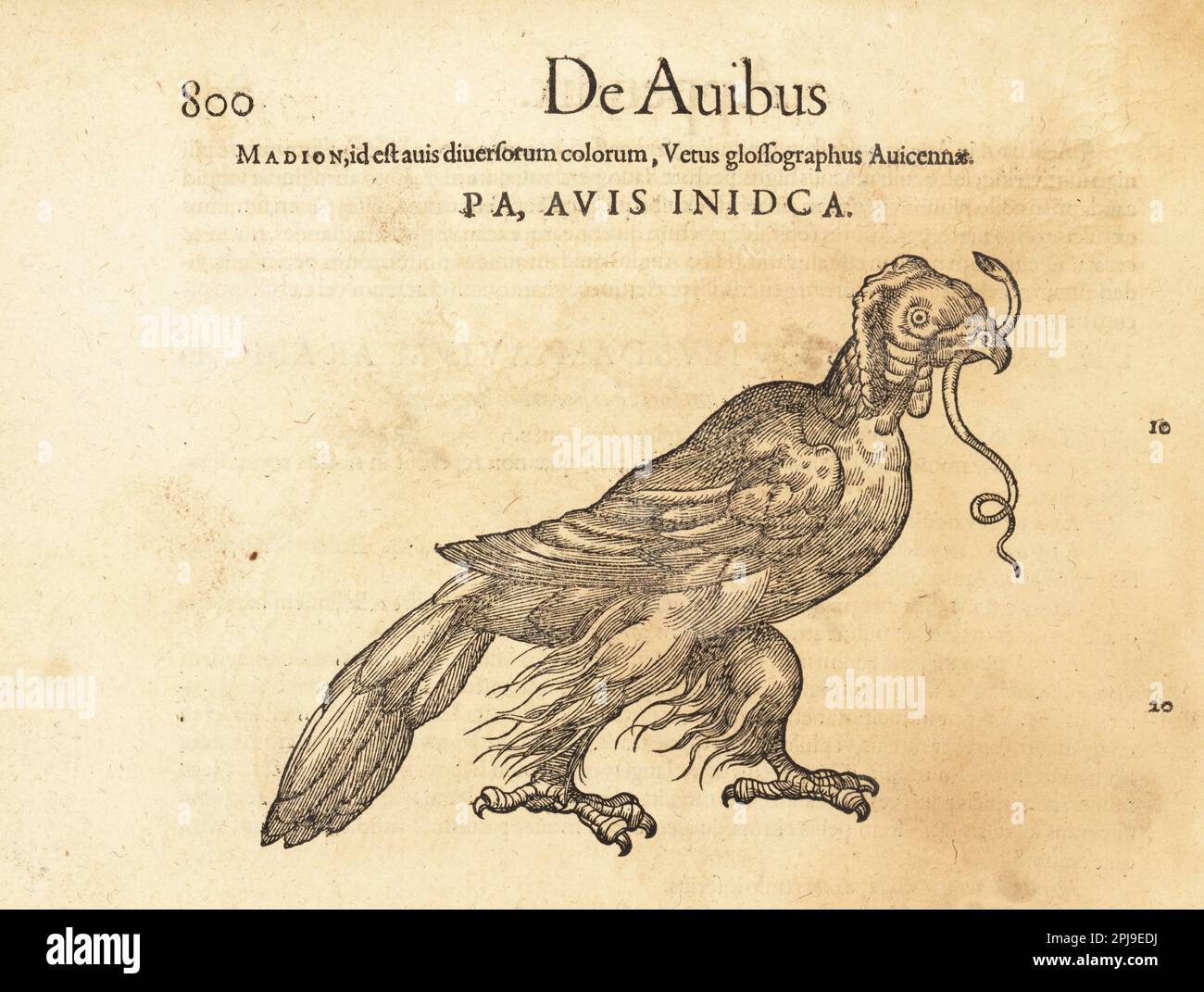 Madagascar serpent eagle, Eutriorchis astur. Endangered. With a snake ...