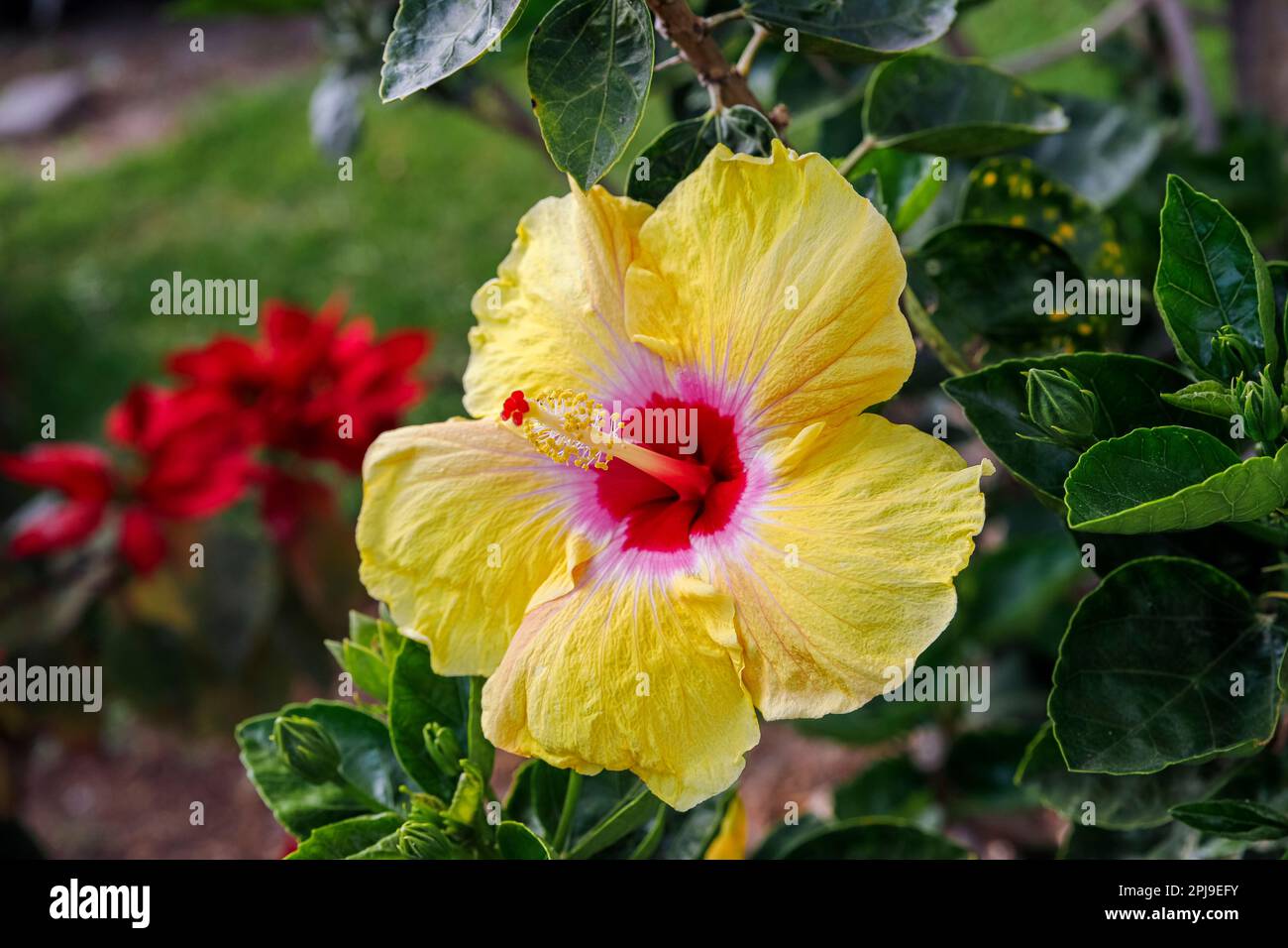 the blossom hibiscus, rose mallow, hardy hibiscus, rose of sharon or ...