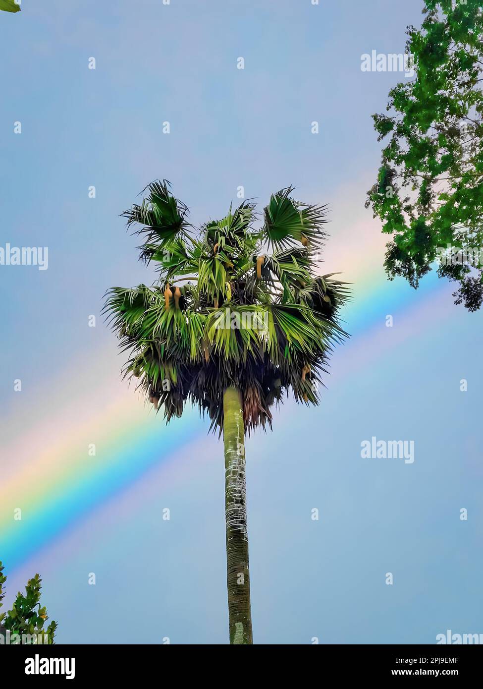 A vibrant rainbow arcs over a lush green palm tree in a vertical low ...