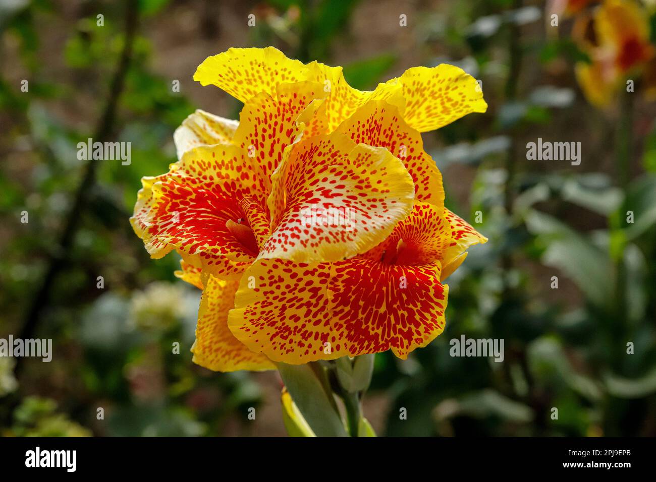 the blossom of canna indica, indian shot, african arrowroot, edible ...