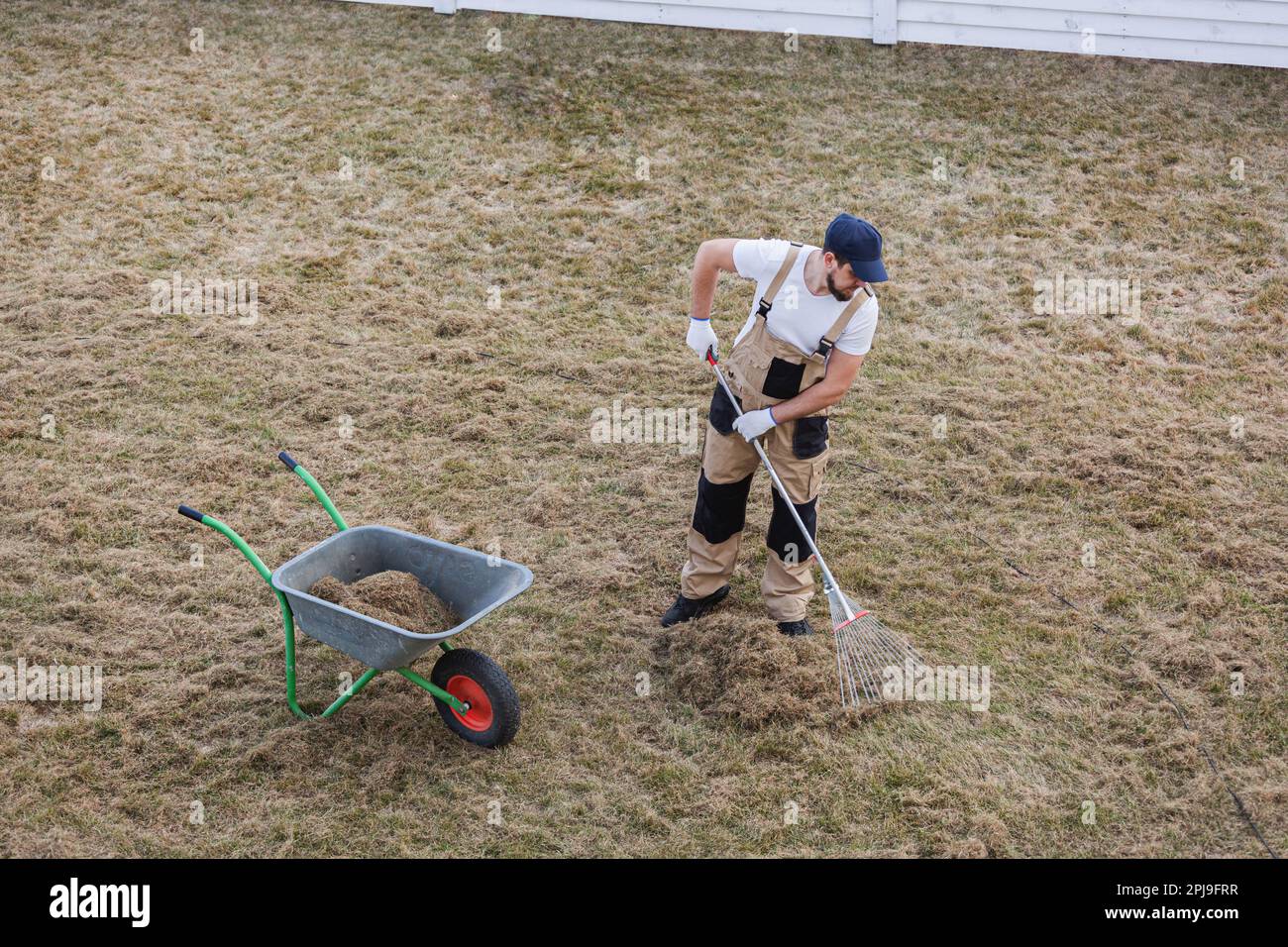 Scarifying lawn with rake and scarifier, Man gardener scarifies the ...
