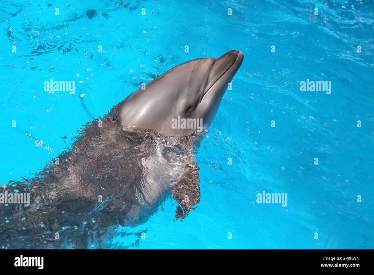 Dolphin swimming in pool at marine mammal park Stock Photo - Alamy