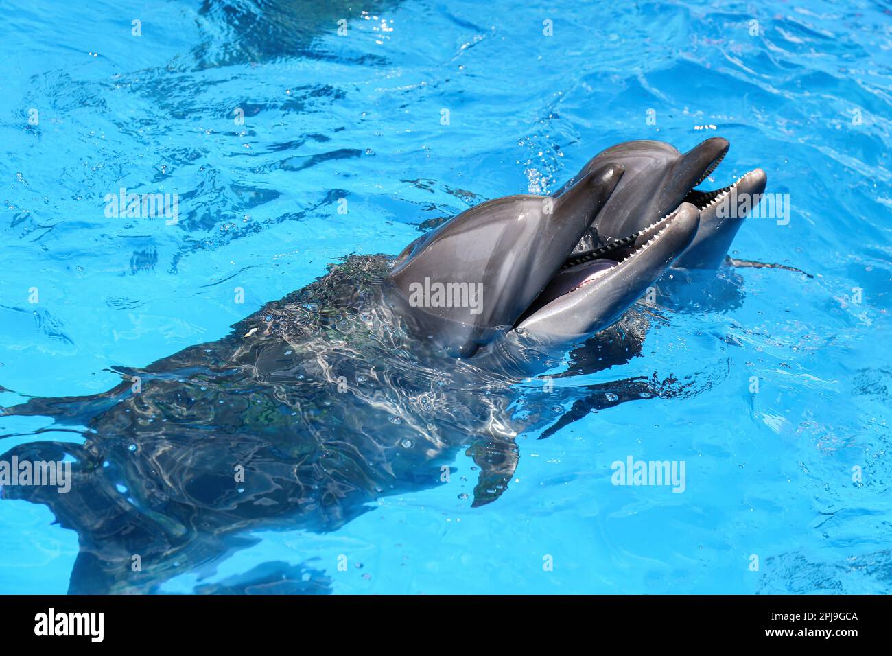 Dolphins swimming in pool at marine mammal park Stock Photo - Alamy