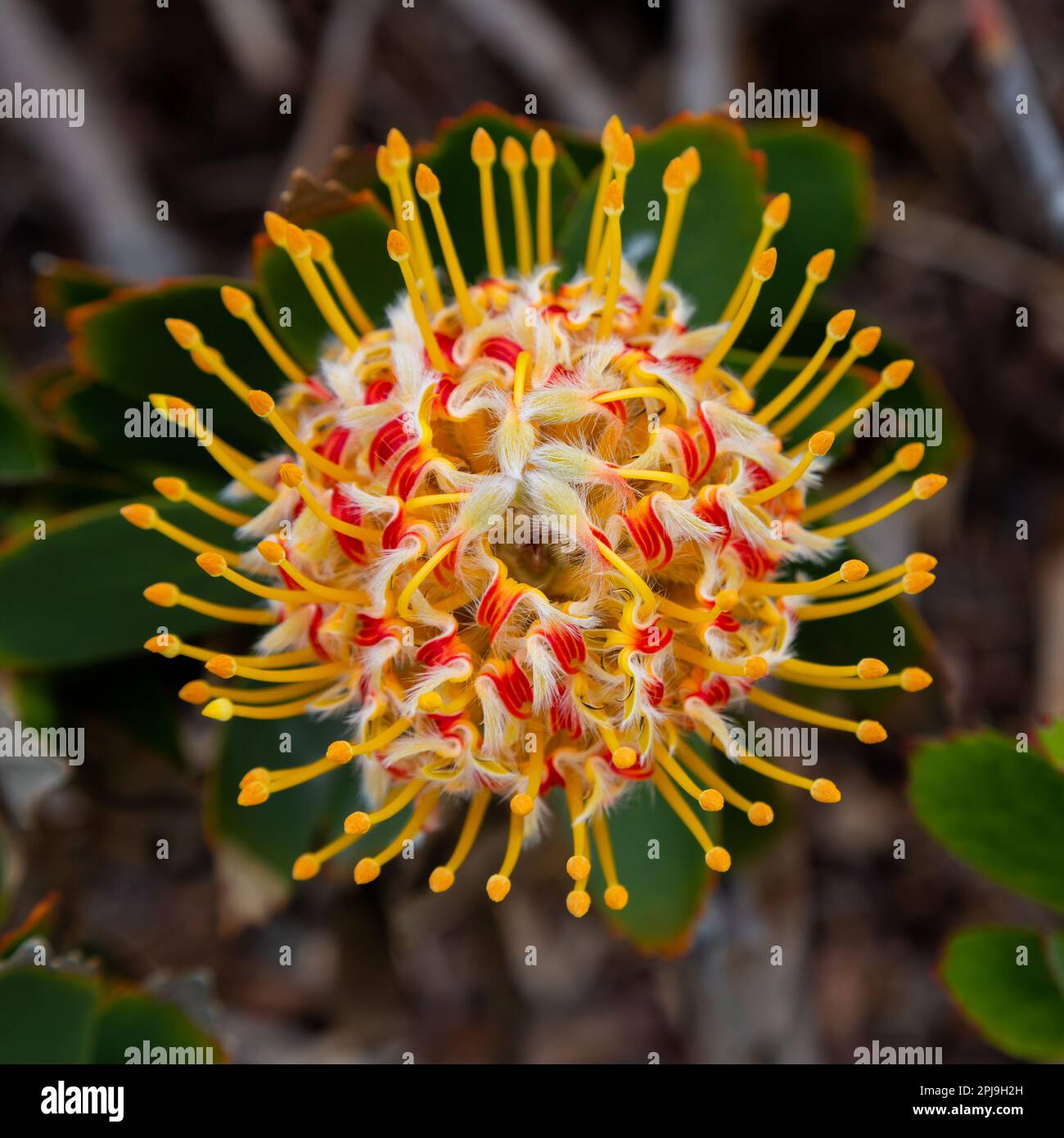 Leucospermum flower, also known as a pincushion. Pincushion Protea ...