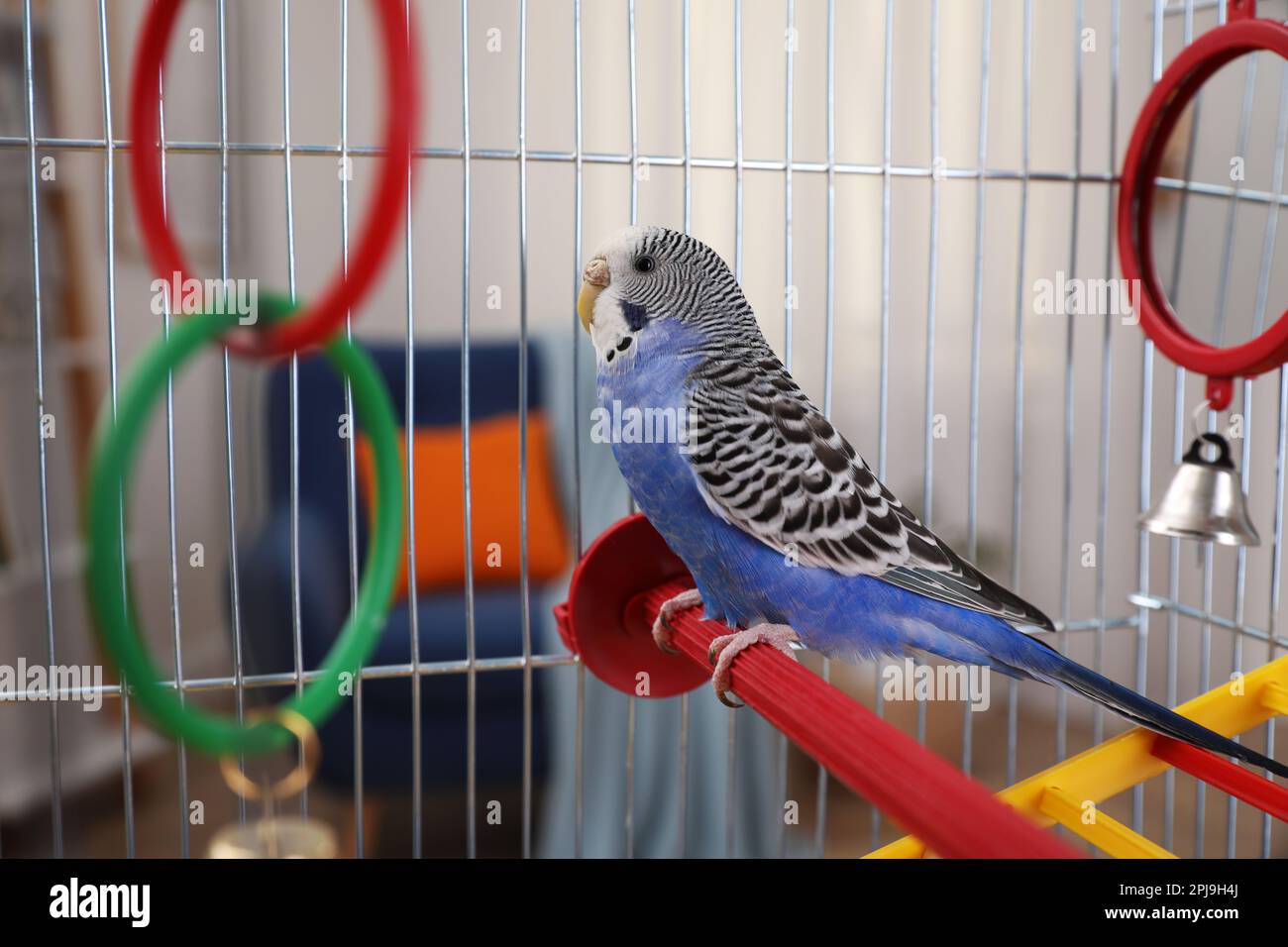 Parrot in cage hi-res stock photography and images - Alamy