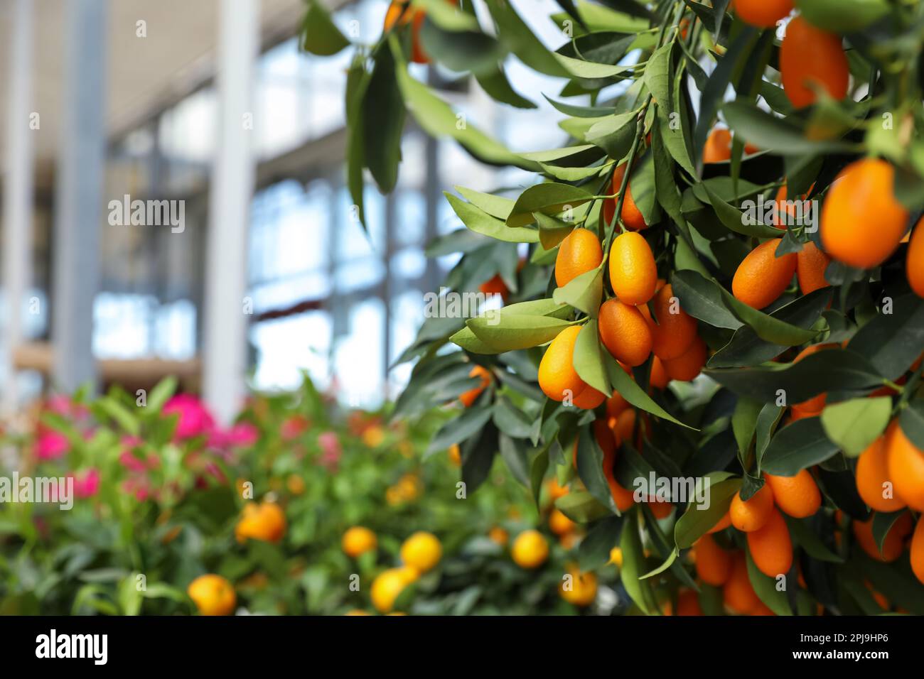 Kumquat tree with ripe fruits in garden center, closeup. Space for text ...