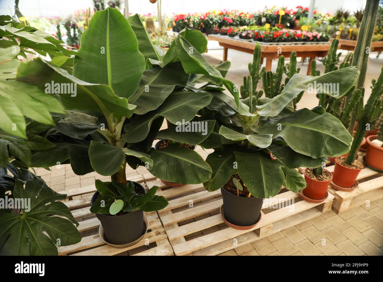 Beautiful potted banana trees on wooden pallets in garden center Stock ...