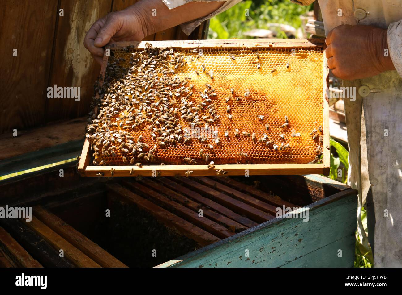 Beekeeper in uniform with comb frame at apiary, closeup Stock Photo - Alamy