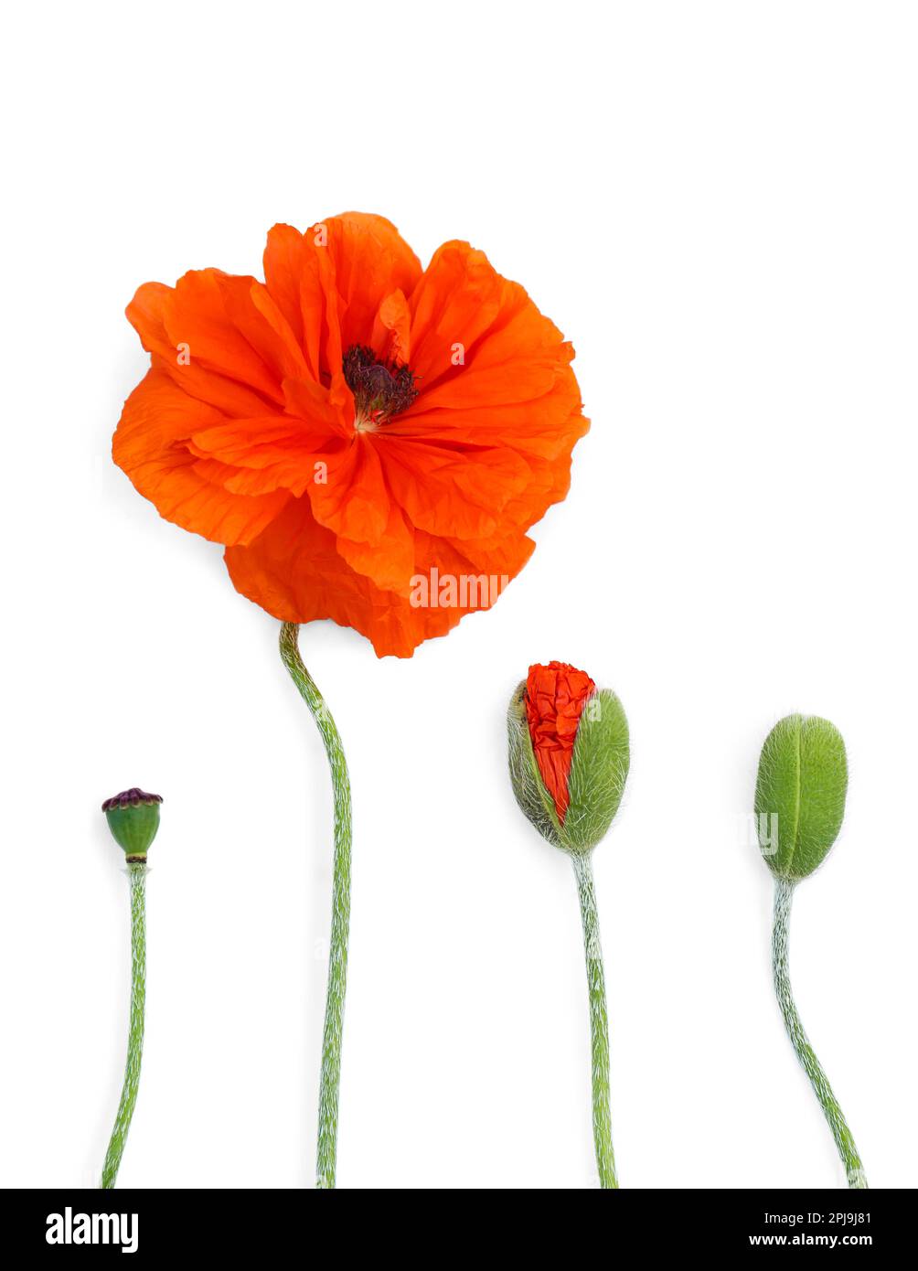 Beautiful bright red poppy flowers on white background, flat lay Stock ...