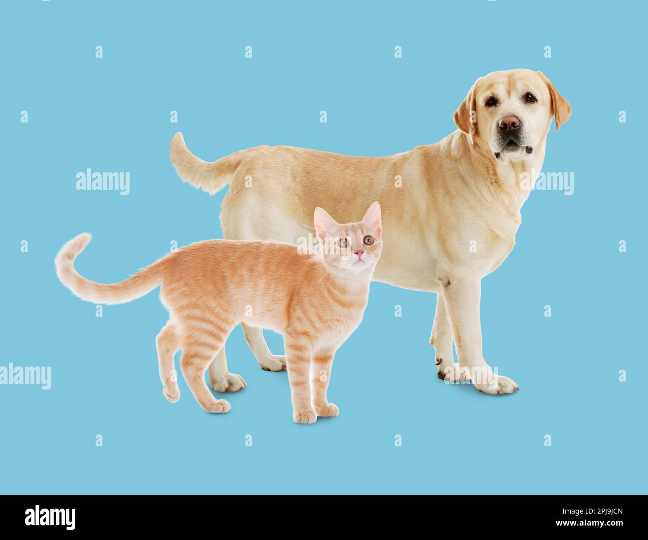 Cute cat and dog on light blue background. Animal friendship Stock ...