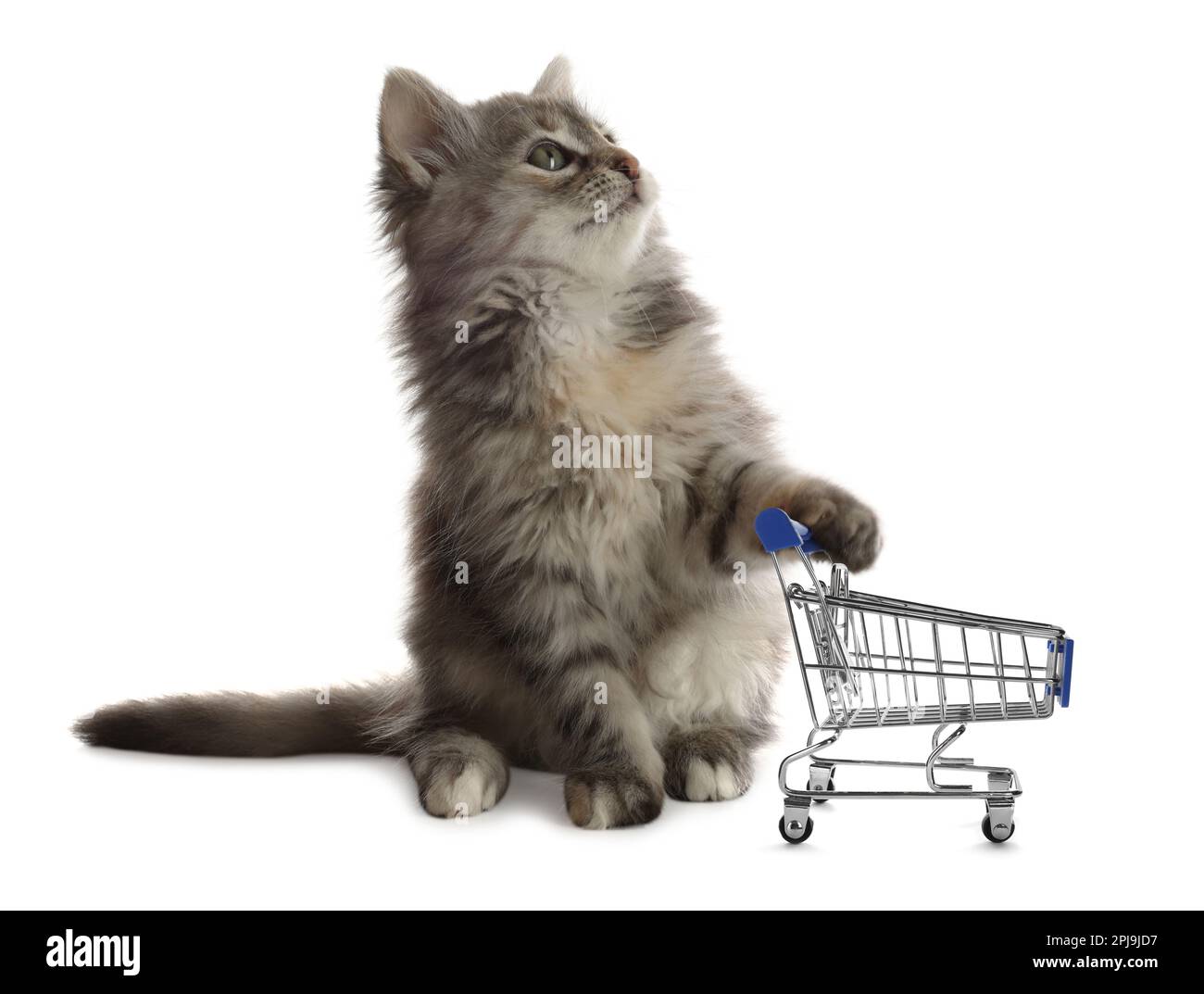 Cute kitten and shopping cart on white background Stock Photo - Alamy