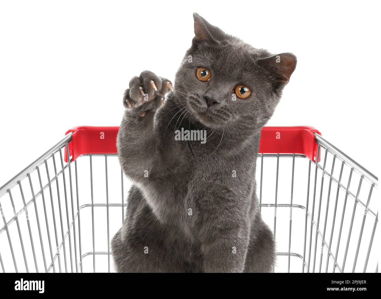 Cute cat in shopping cart on white background Stock Photo - Alamy