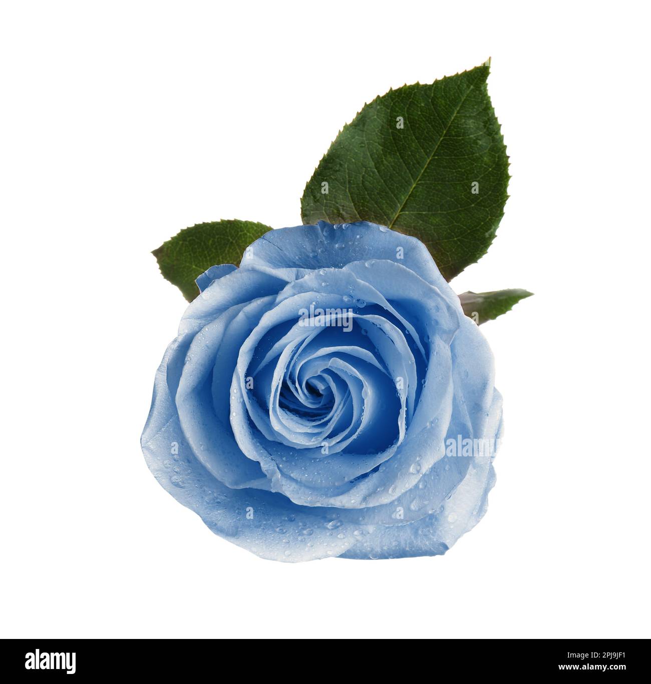 Beautiful blooming light blue rose on white background Stock Photo - Alamy