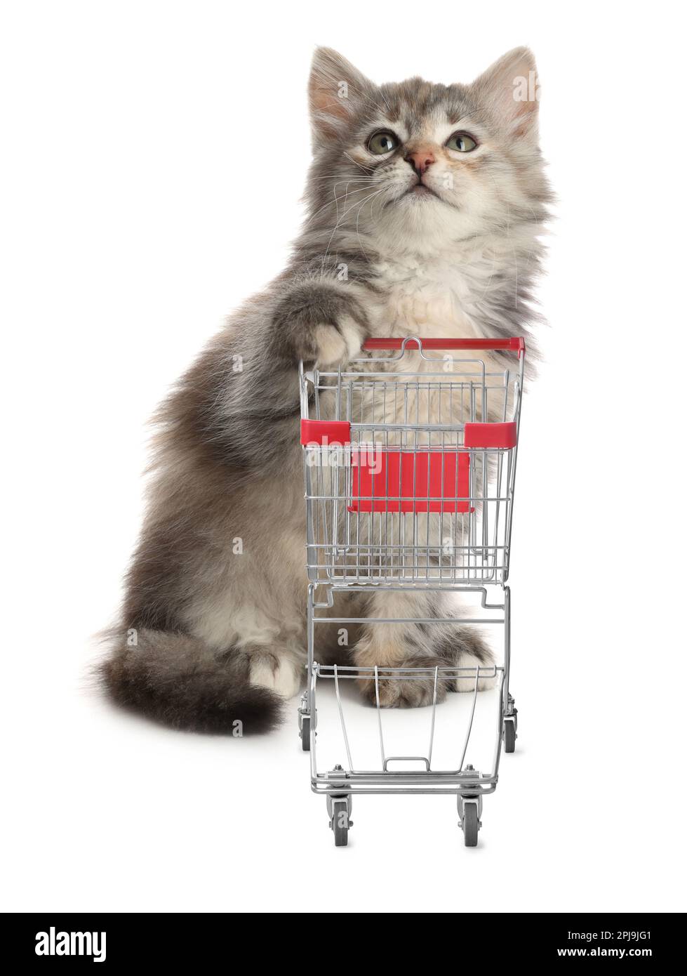 Cute kitten and shopping cart on white background Stock Photo - Alamy