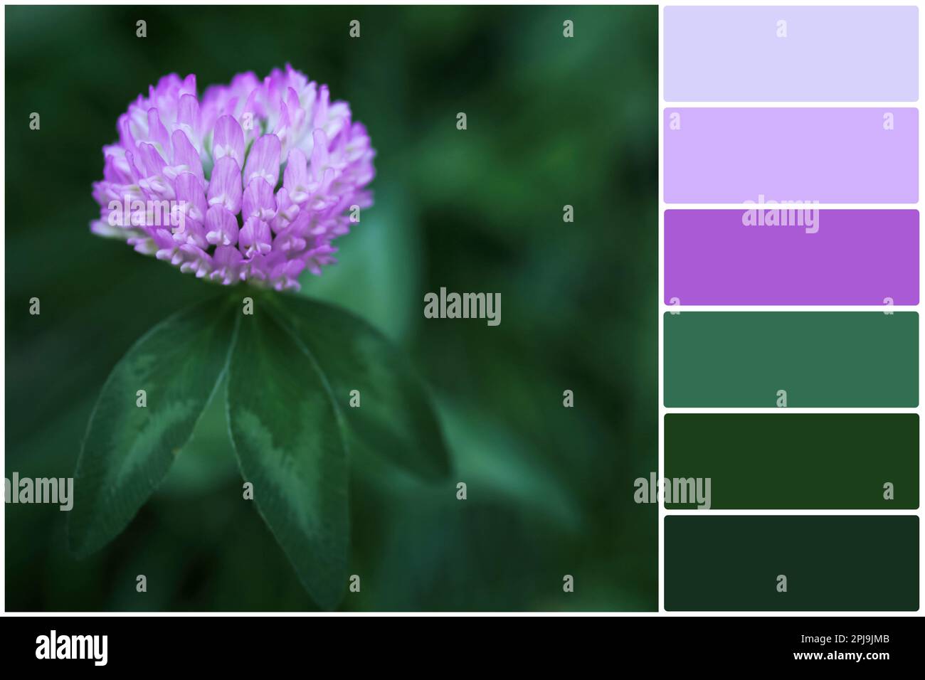 Color palette and beautiful violet clover flower on blurred background ...