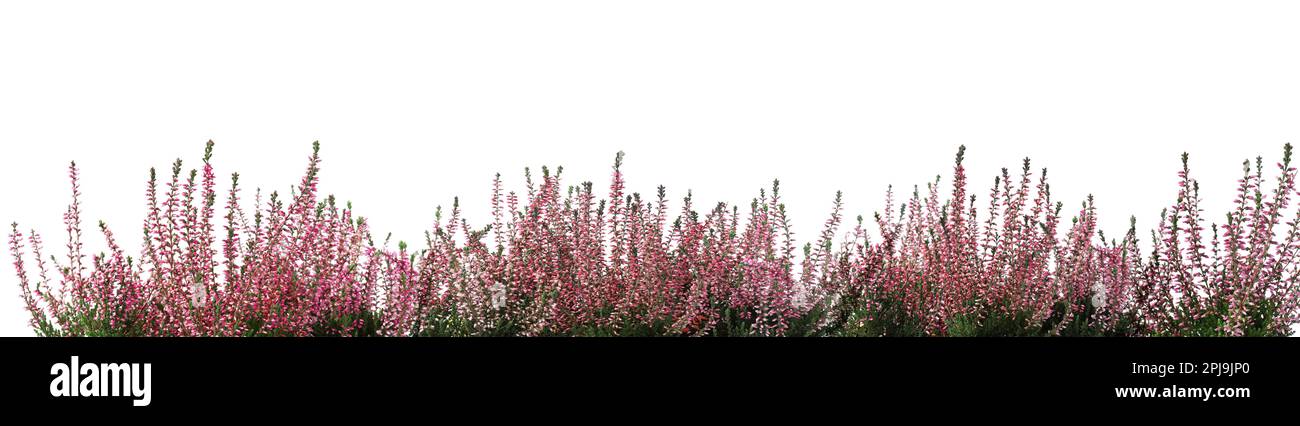 Heather with beautiful flowers on white background. Banner design Stock ...