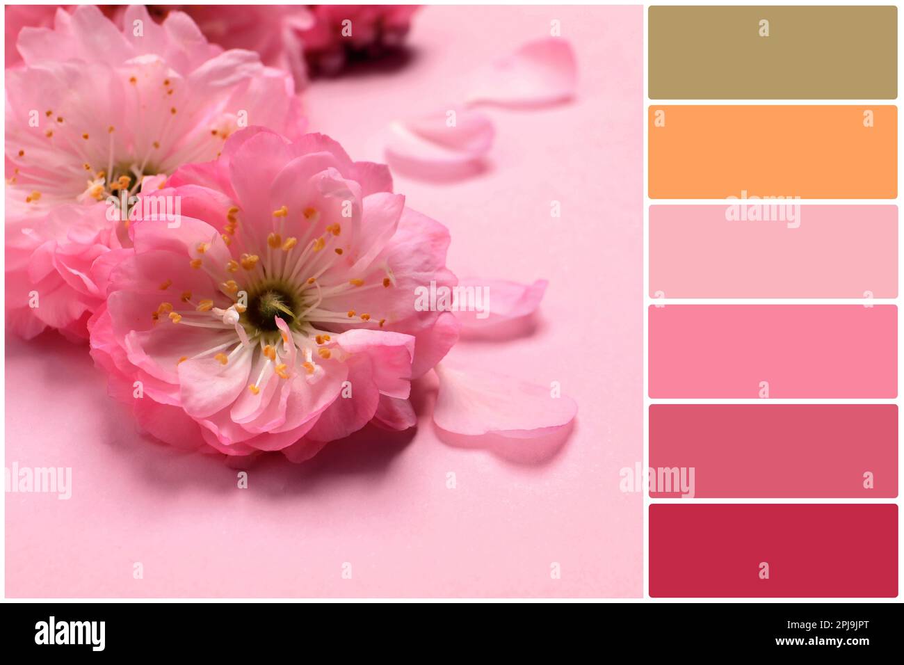 Color palette and beautiful sakura tree blossoms on pink background ...