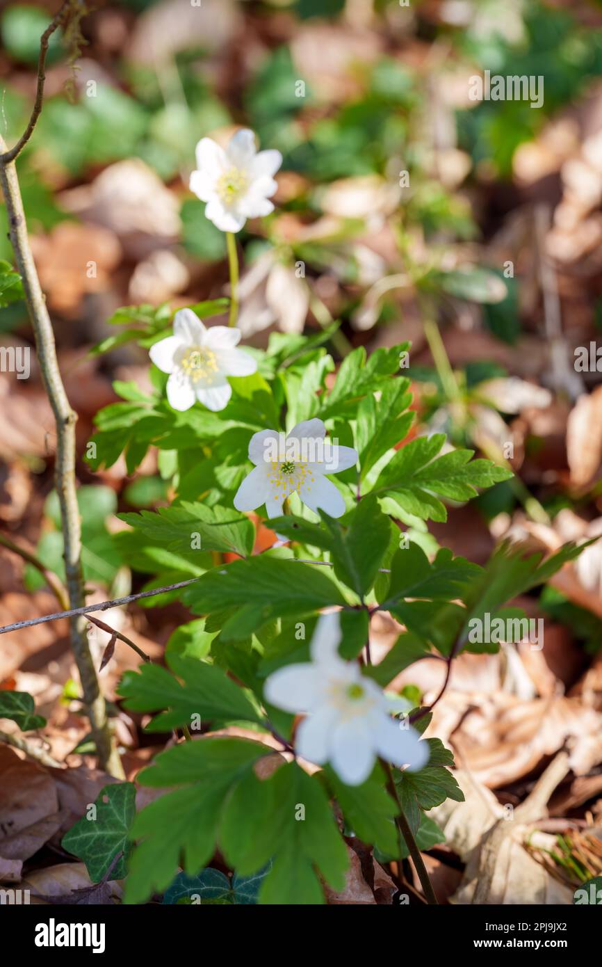 Wood anemones, Anemone Nemorosa, blooming in early spring in a forest ...