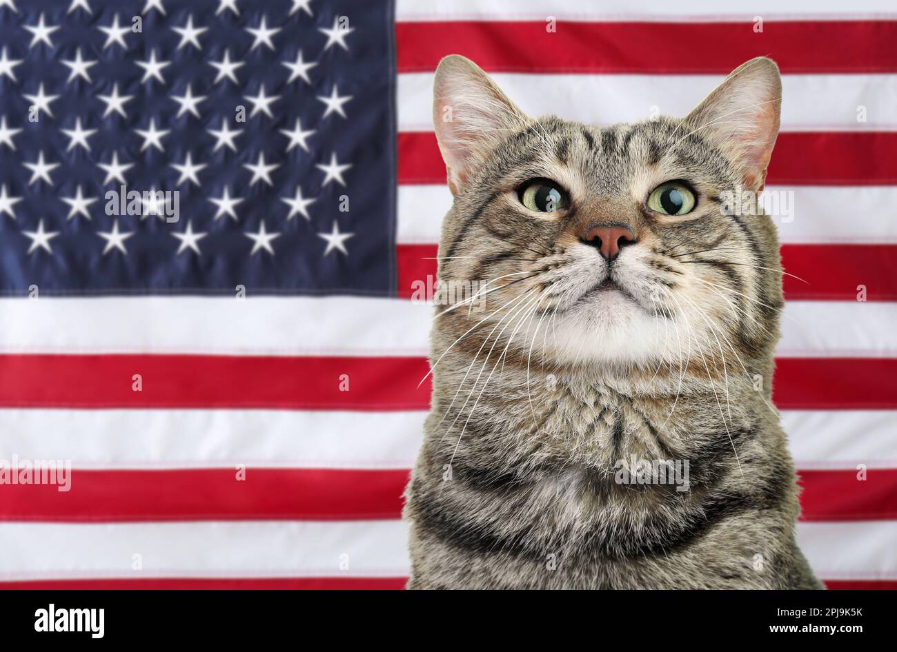 Cute cat against national flag of United States of America Stock Photo ...
