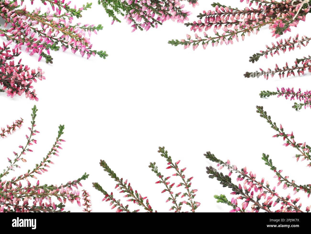 Frame of heather branches with beautiful flowers on white background ...