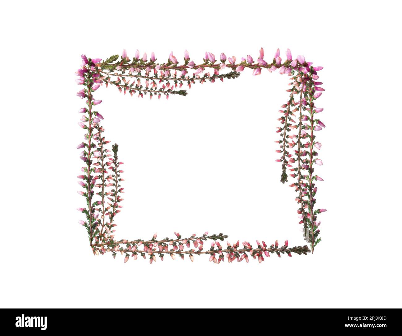 Frame of heather branches with beautiful flowers on white background ...