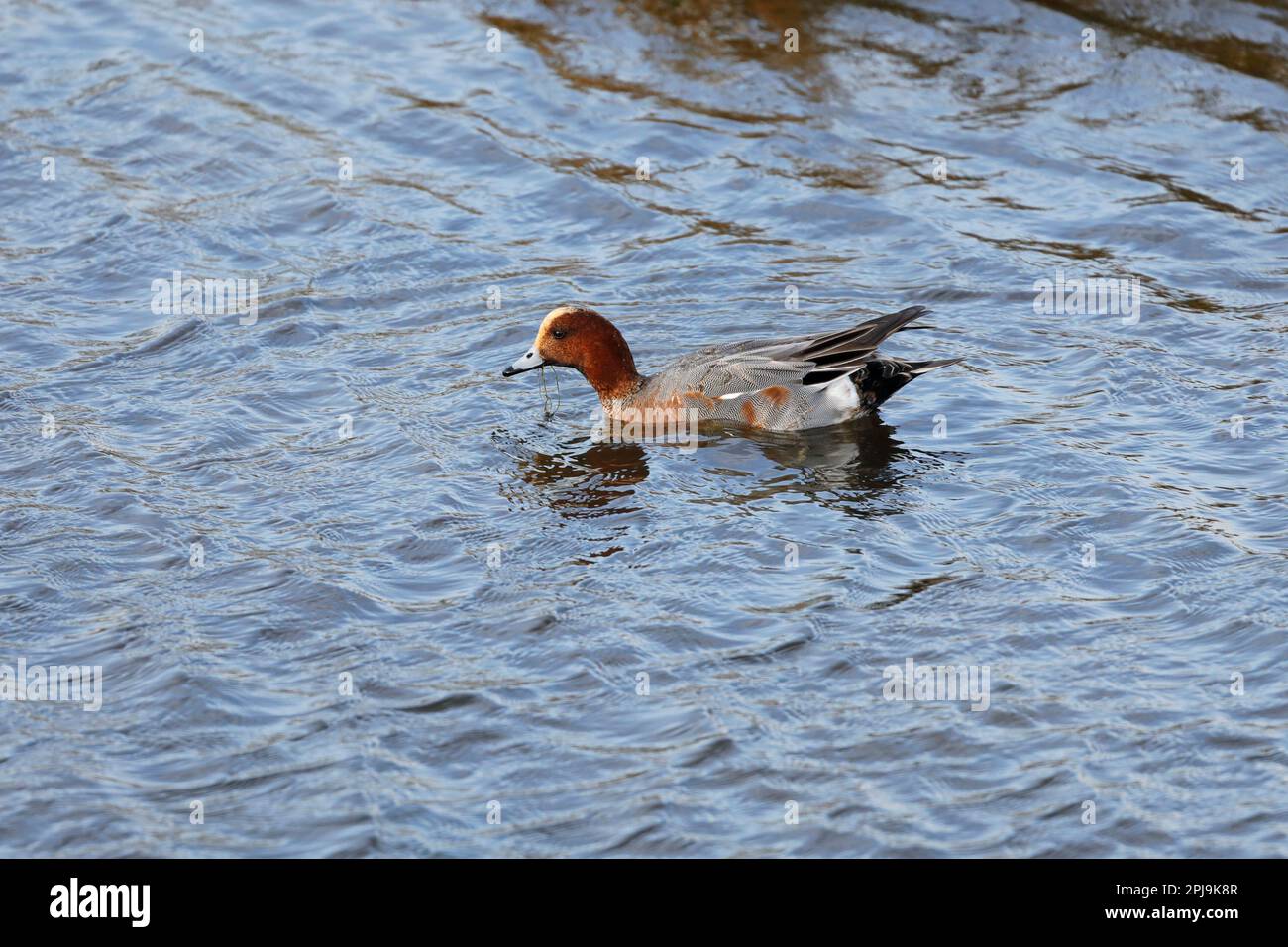 Eurasian Wigeon (Anas penelope) swimming in the water at Pennington ...