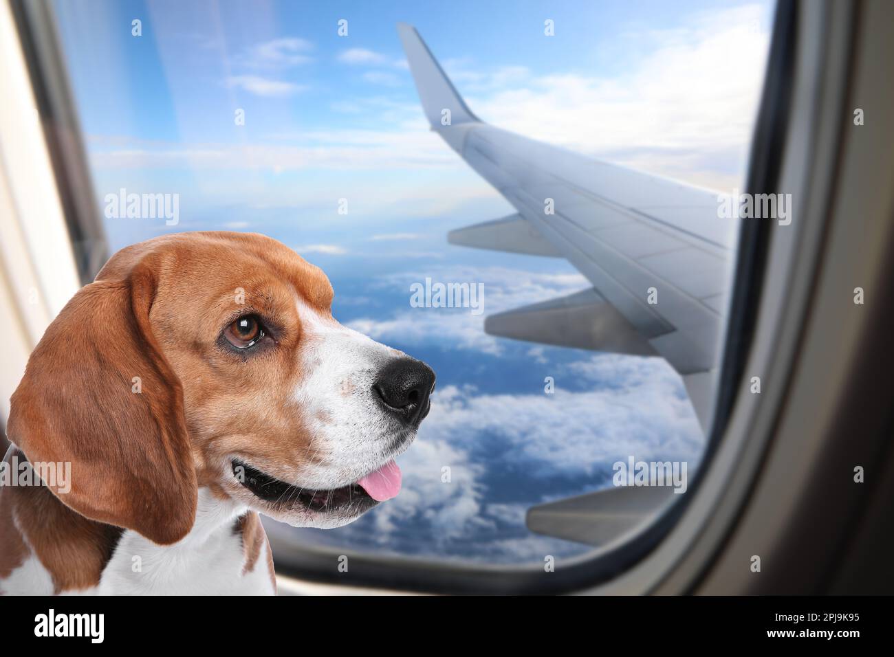 Travelling with pet. Beautiful beagle dog near window in airplane Stock ...