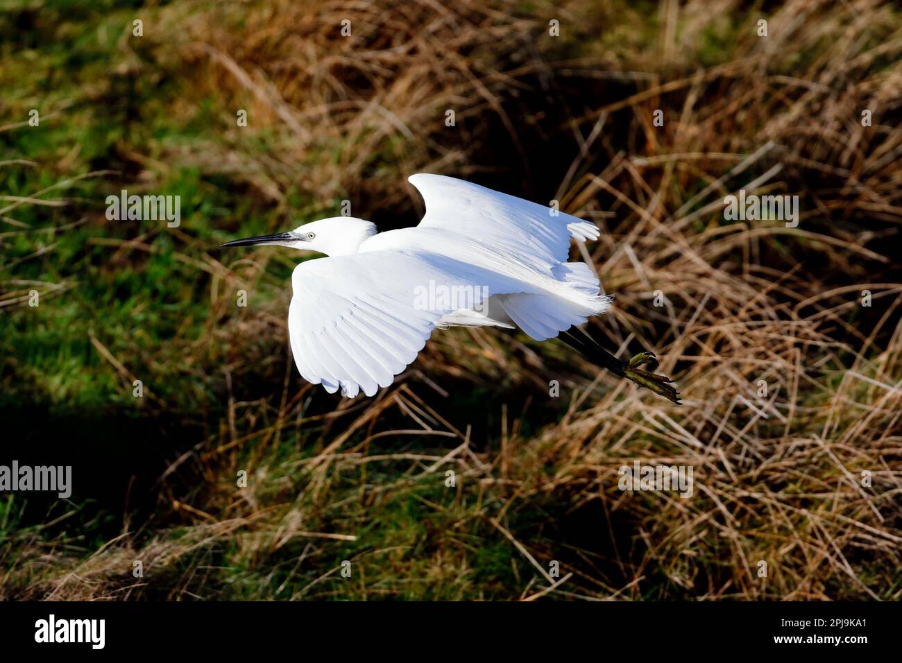 Little Egret (Egretta garzetta) in flight from right to left, viewed ...