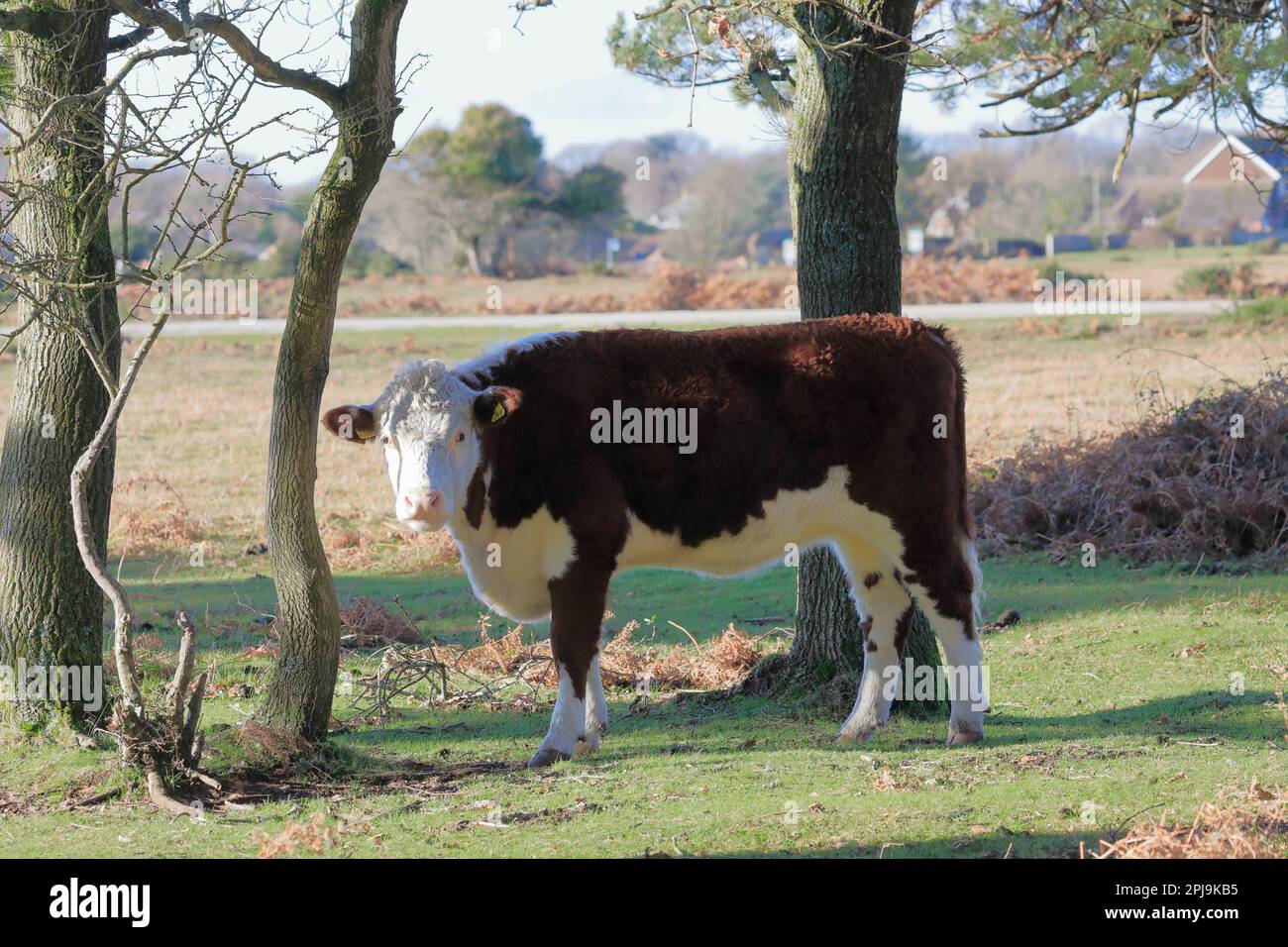 Brown and white Hereford cow standing under trees with a road and a ...