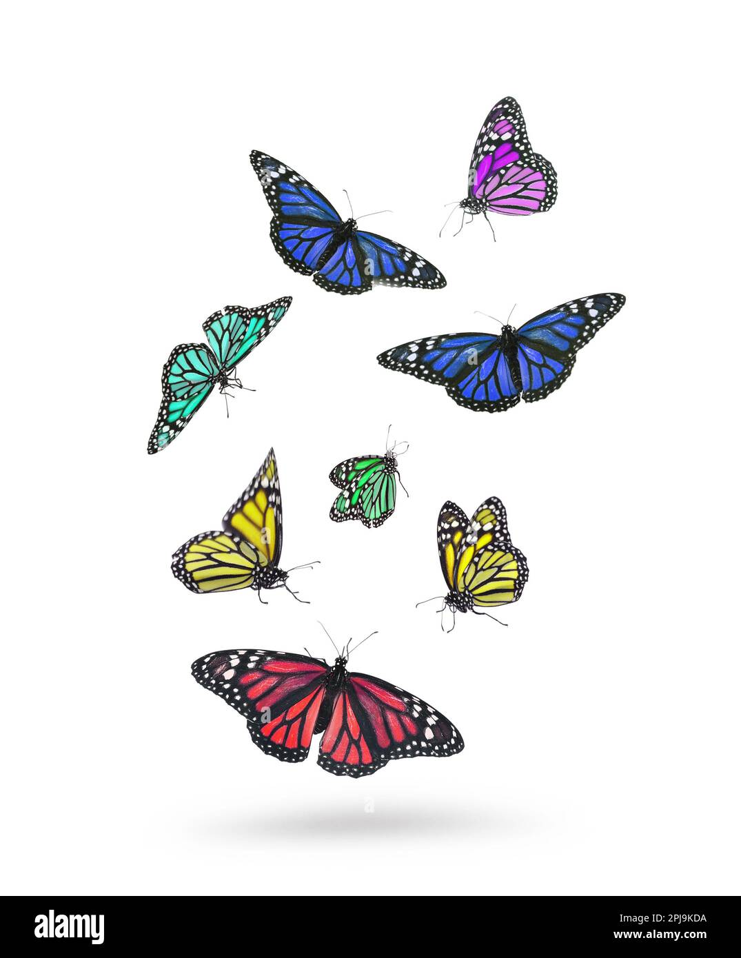 Colorful Butterflies Flying Png