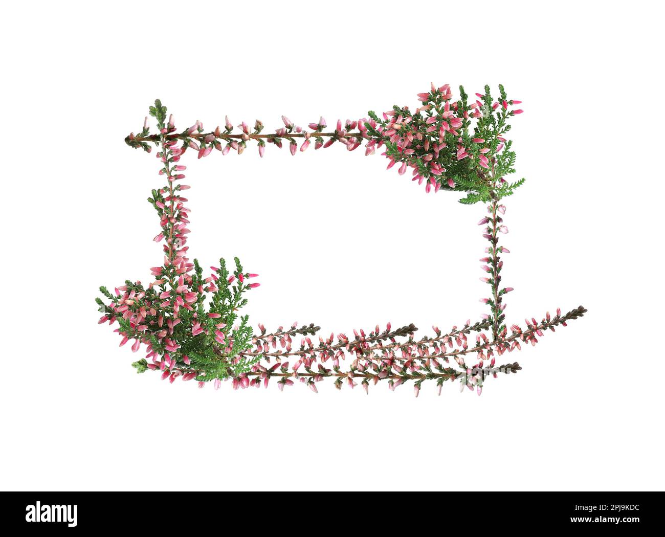 Frame of heather branches with beautiful flowers on white background ...