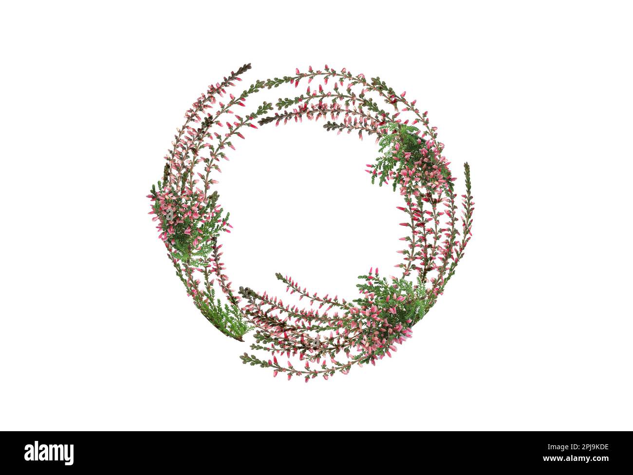 Frame of heather branches with beautiful flowers on white background ...