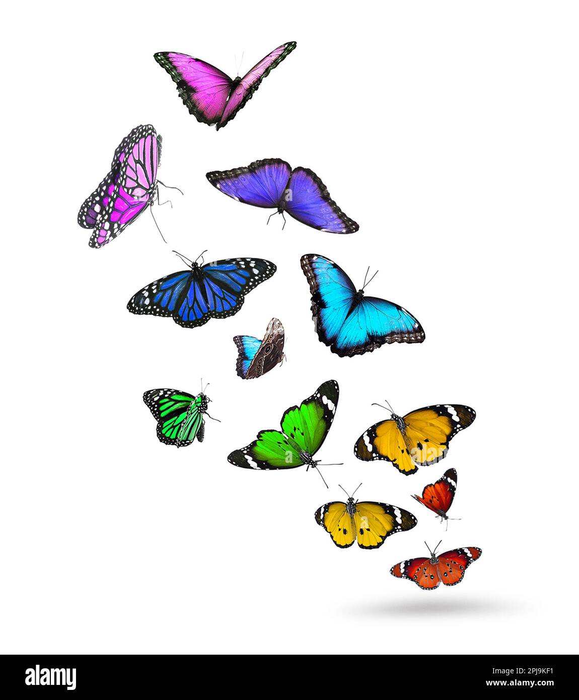 Many beautiful flying colorful butterflies on white background Stock ...