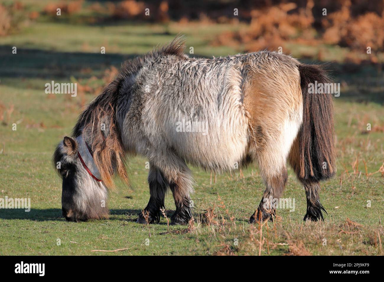 Brown white miniature shetland pony hi-res stock photography and images ...