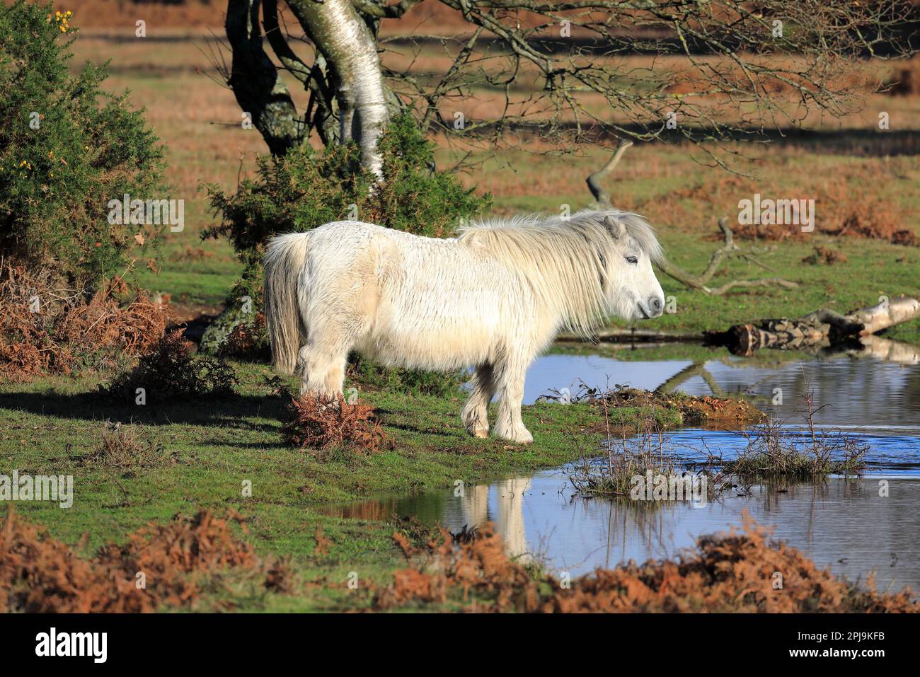 Miniature white New Forest pony standing in the grass by a pond under a ...