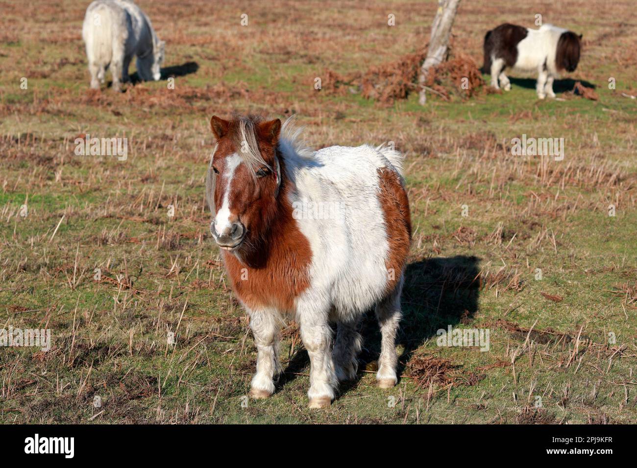 Three miniature brown and white New Forest ponies standing in the grass ...