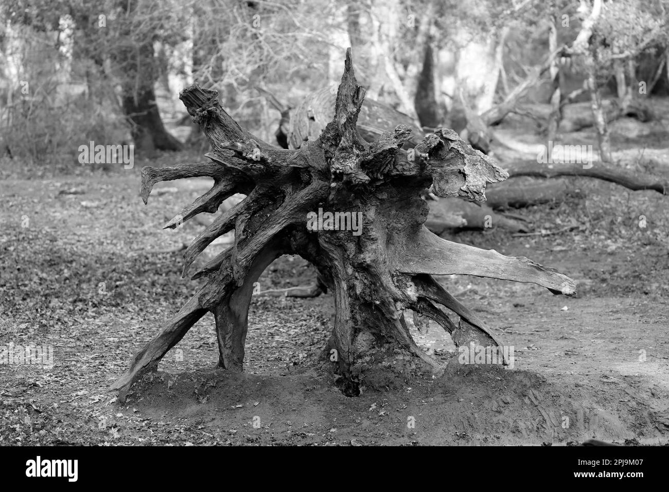Fallen tree in the forest, showing exposed roots, black and white ...