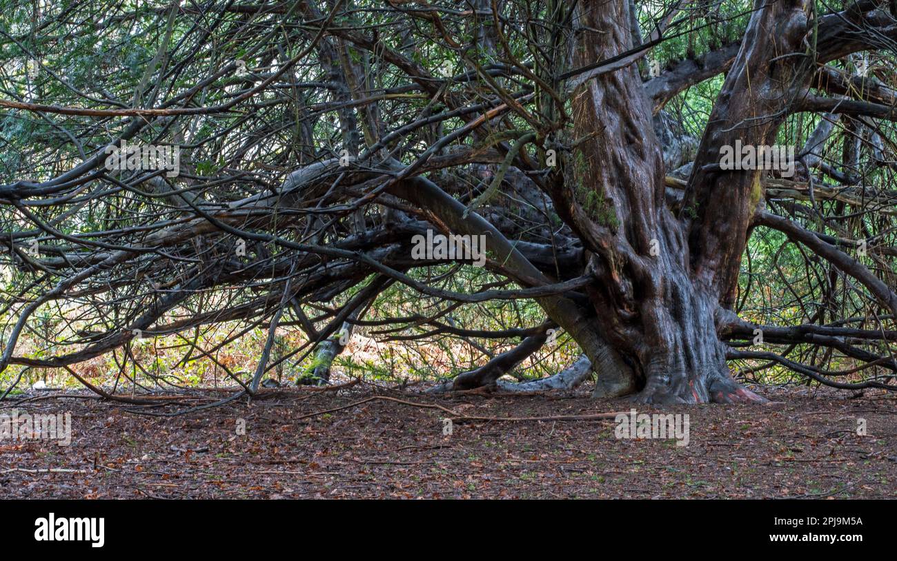 Yew tree at Newlands Corner, Surrey Hills Stock Photo - Alamy