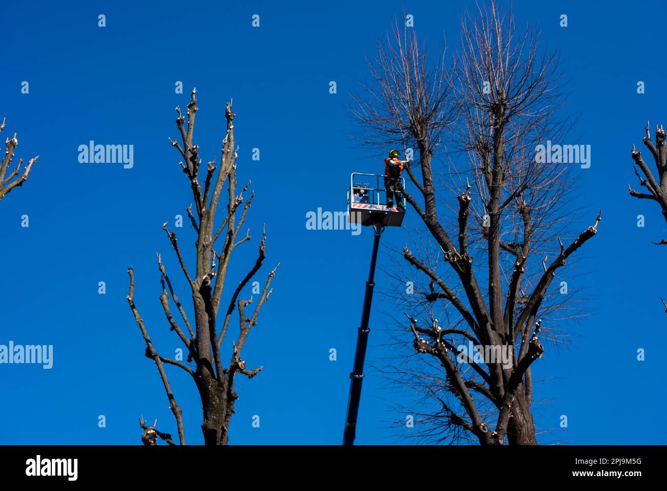 Cutting tree branches in hi-res stock photography and images - Alamy
