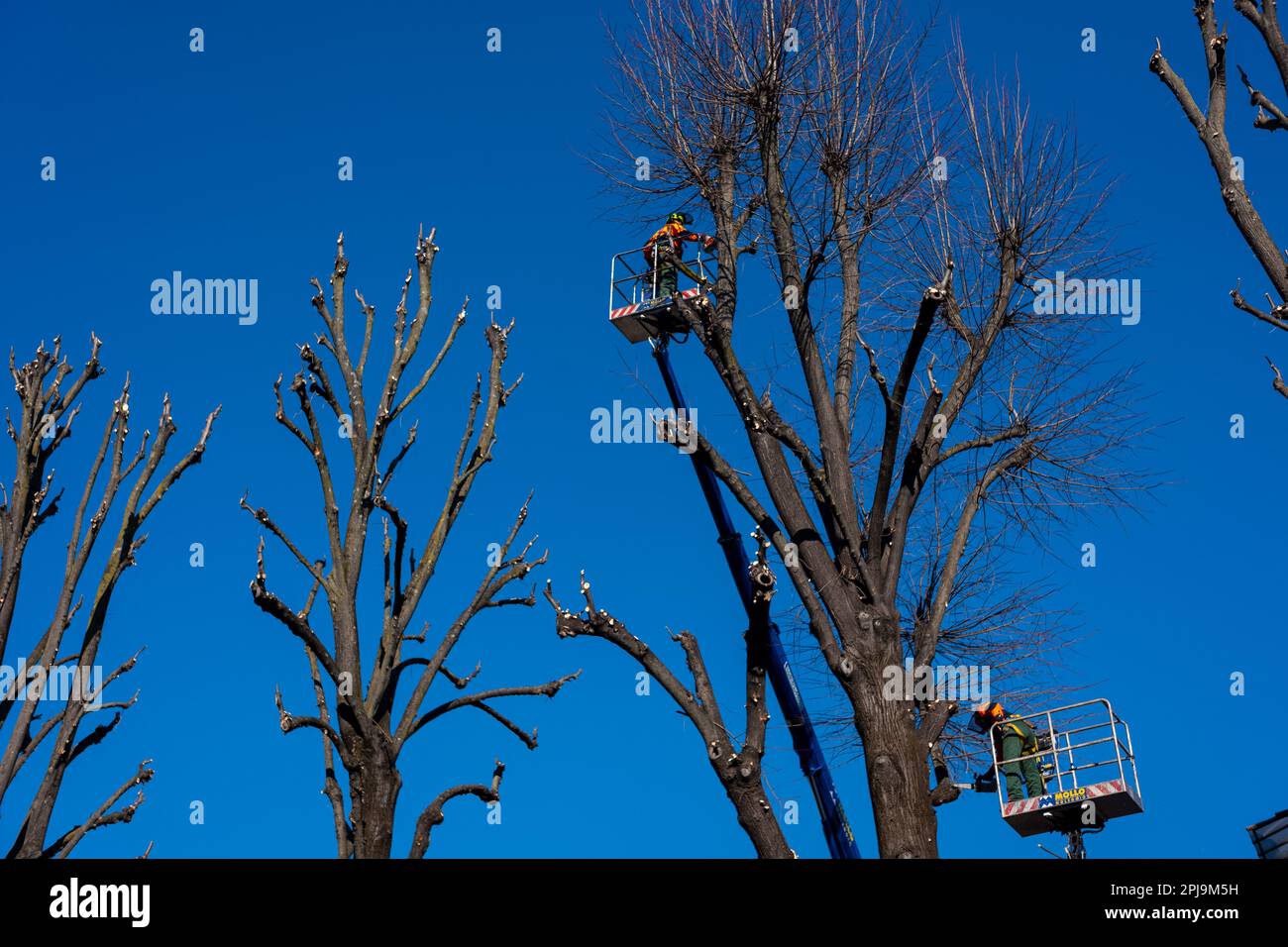 Cutting tree branches in Florence, Italy Stock Photo - Alamy