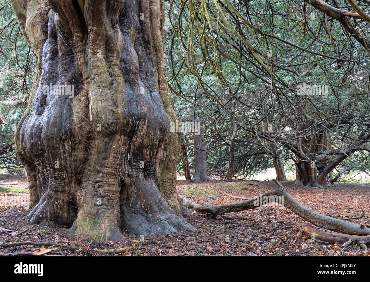 Ancient Yew Tree trunk at Newlands Corner, Surrey Hills Stock Photo - Alamy