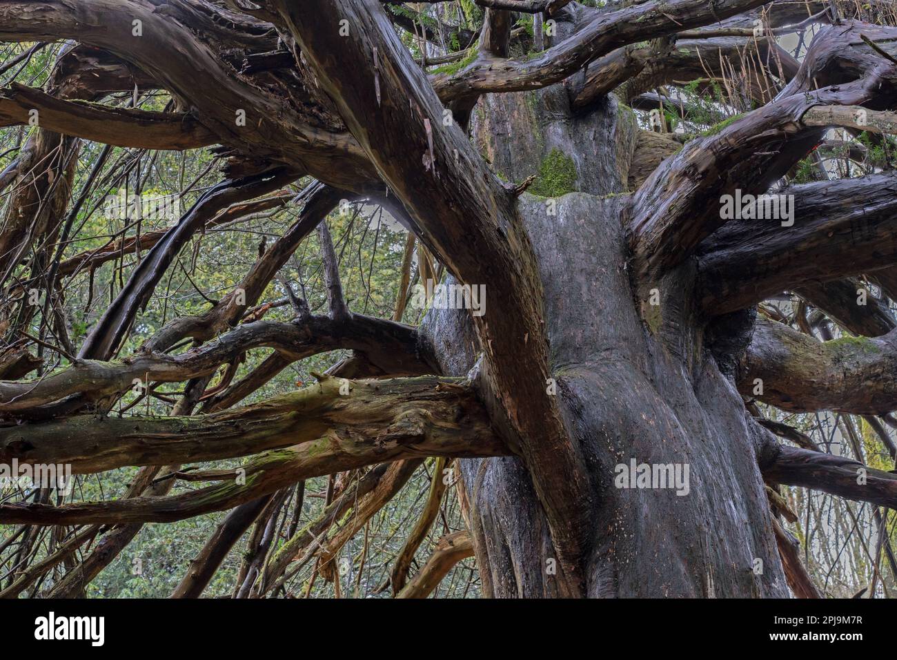 Corner tree hi-res stock photography and images - Alamy