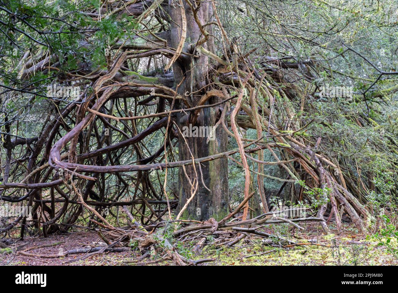 Yew tree at Newlands Corner, Surrey Hills Stock Photo - Alamy