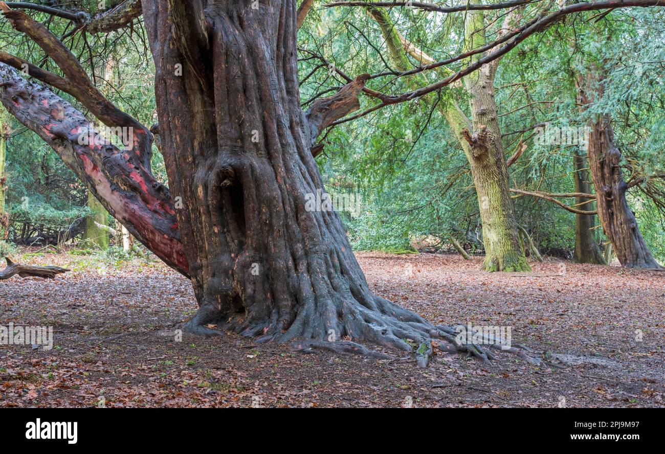 Yew tree at Newland's Corner, Guildford Stock Photo - Alamy