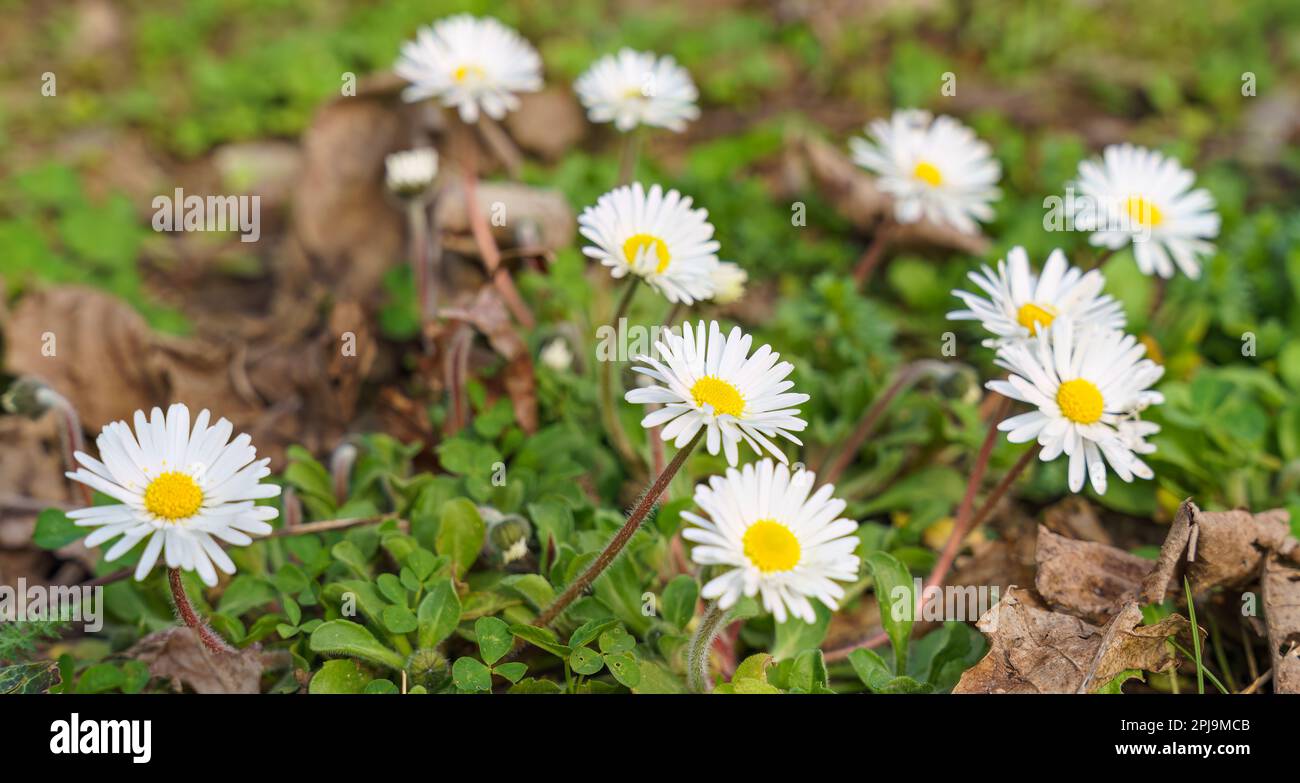 The daisy, Bellis perennis. Known as common daisy, lawn daisy or ...