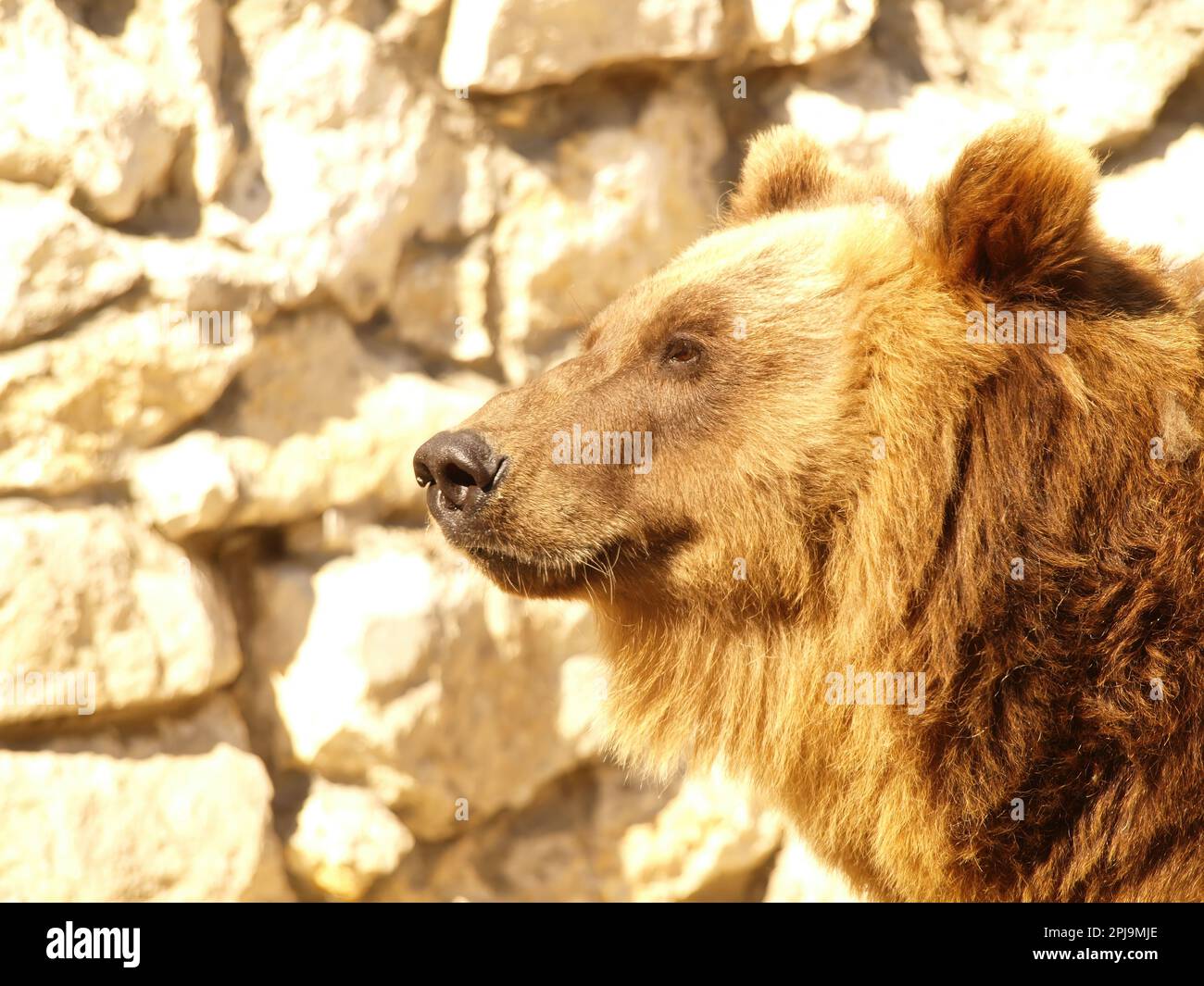 Grizzly bear north american hi-res stock photography and images - Alamy