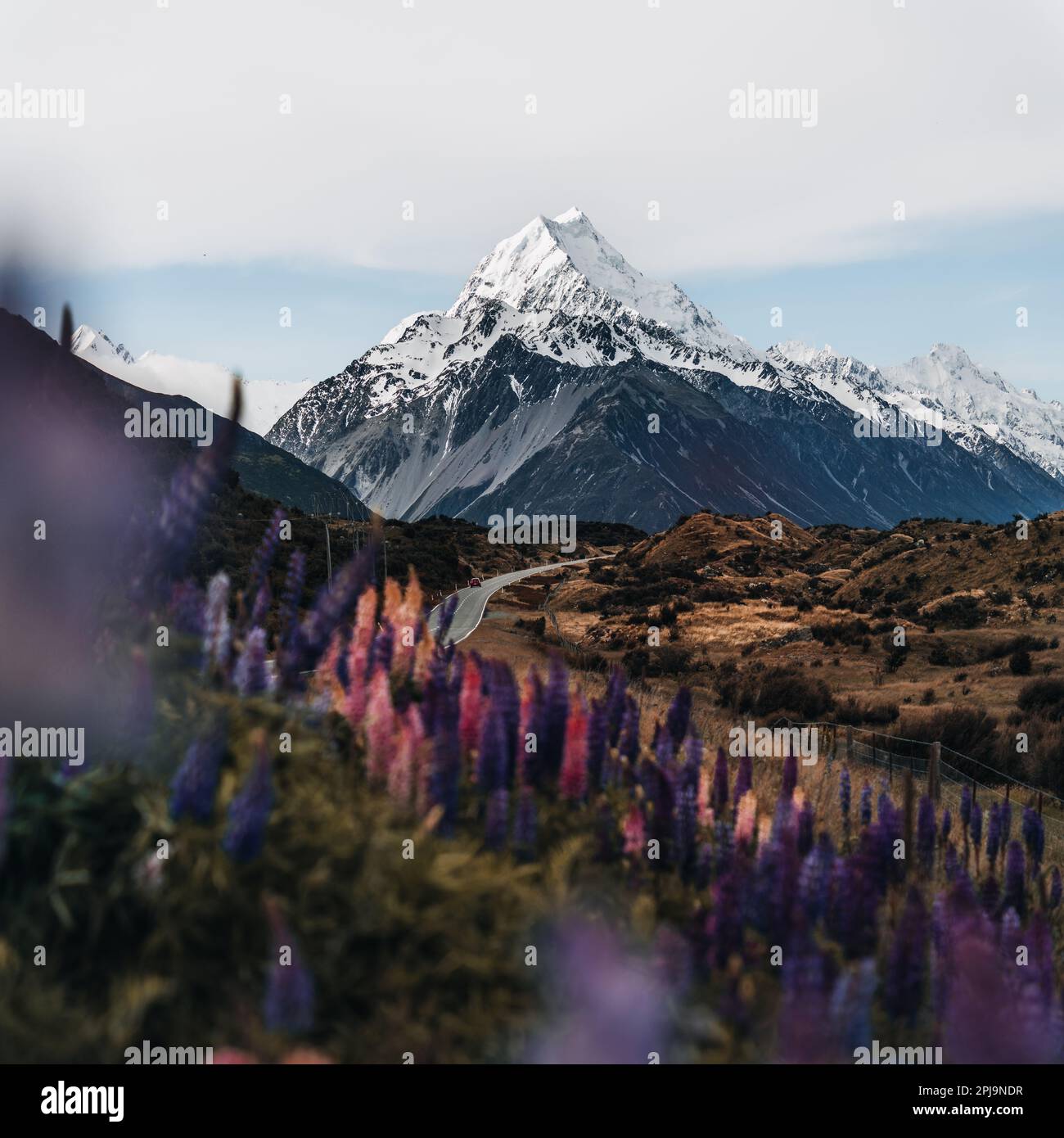 Lupins and Mount Cook, Mount Cook Village, Mount Cook National Park ...