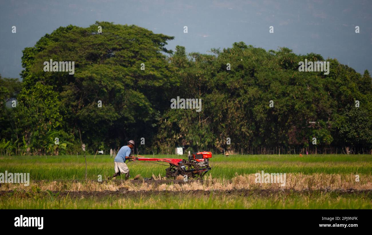 farmer working in rice plantation using tiller tractor. paddy farmer ...