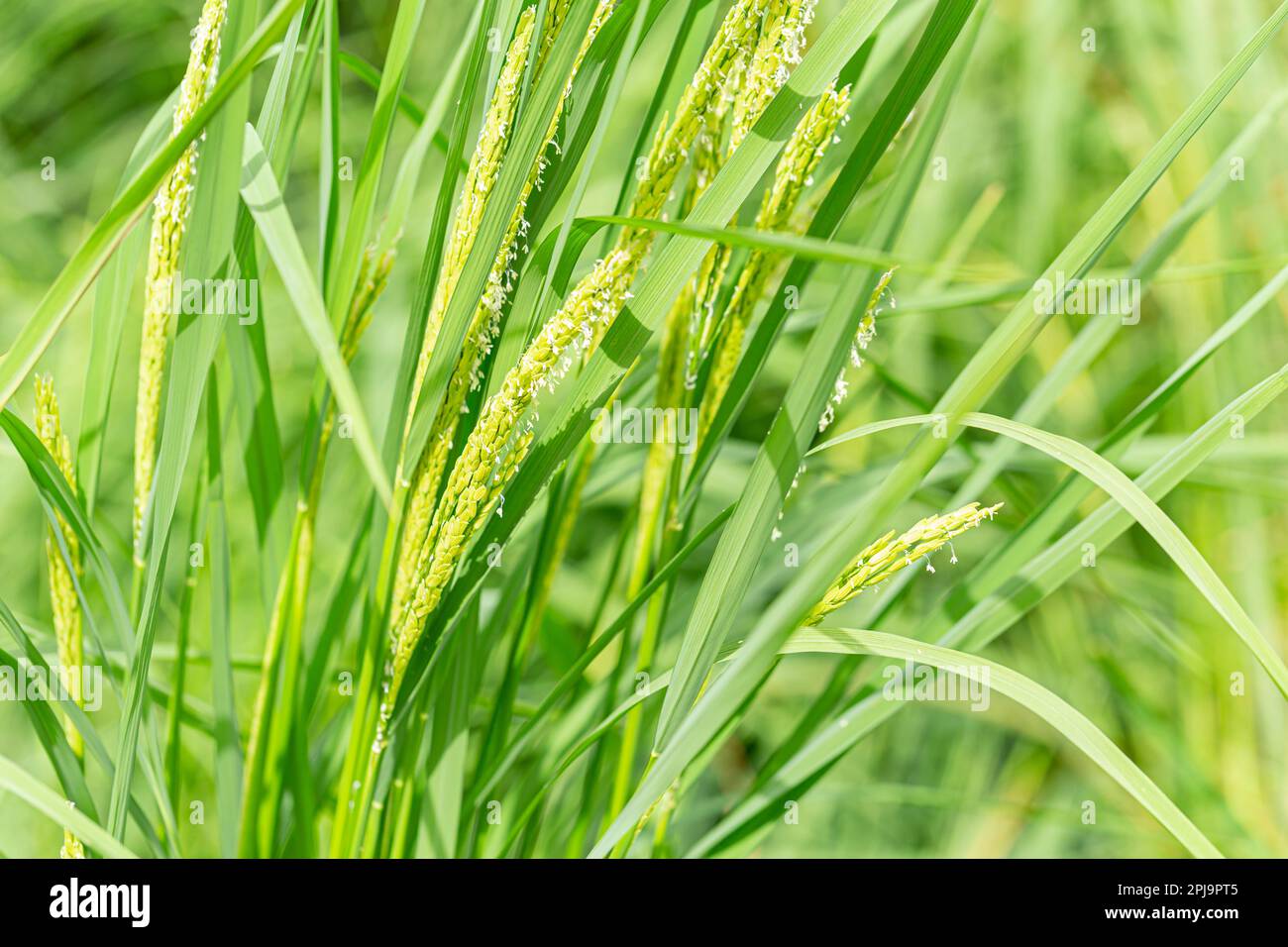 Green rice Baby Jasmine rice grown in Asian Country rice field closeup ...